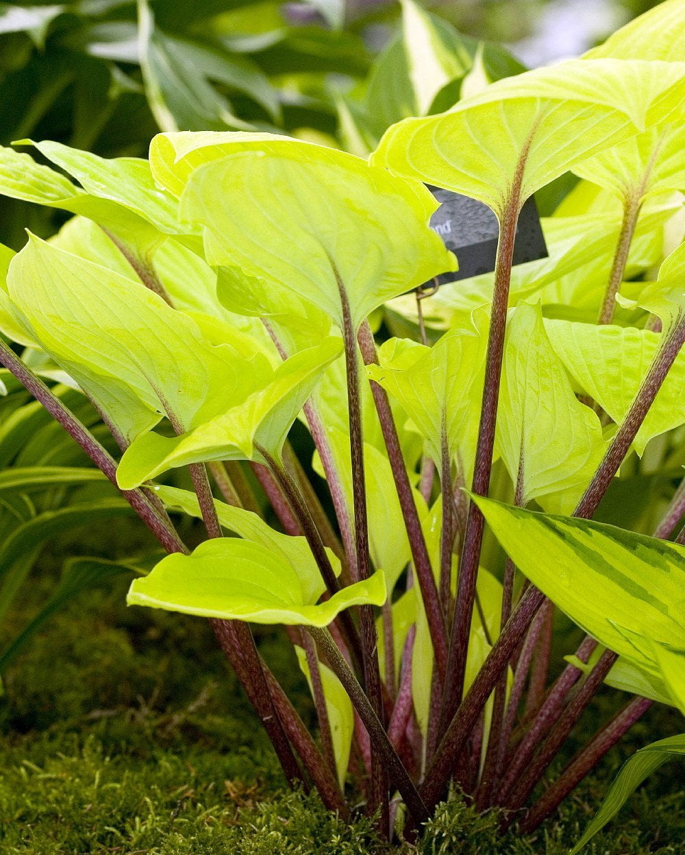 Fire Island Hosta - Chartreuse Foliage- Quart Pot - Walmart.com