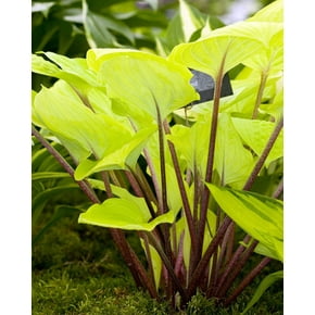 Hosta Plants in Perennials - Walmart.com