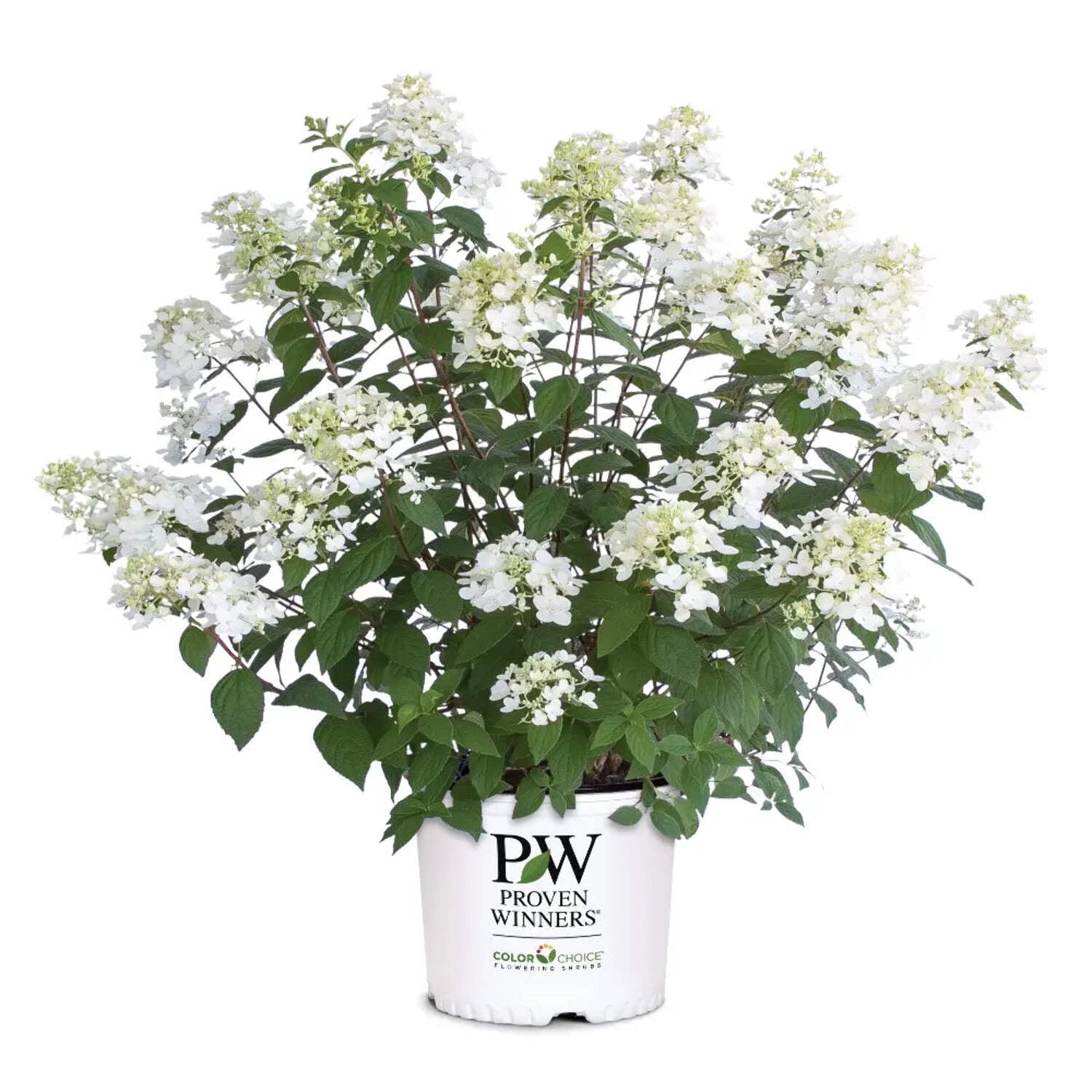 Fire Light® Hardy Hydrangea - Hydrangea paniculata 'SMHPFL' PP25,135 ...
