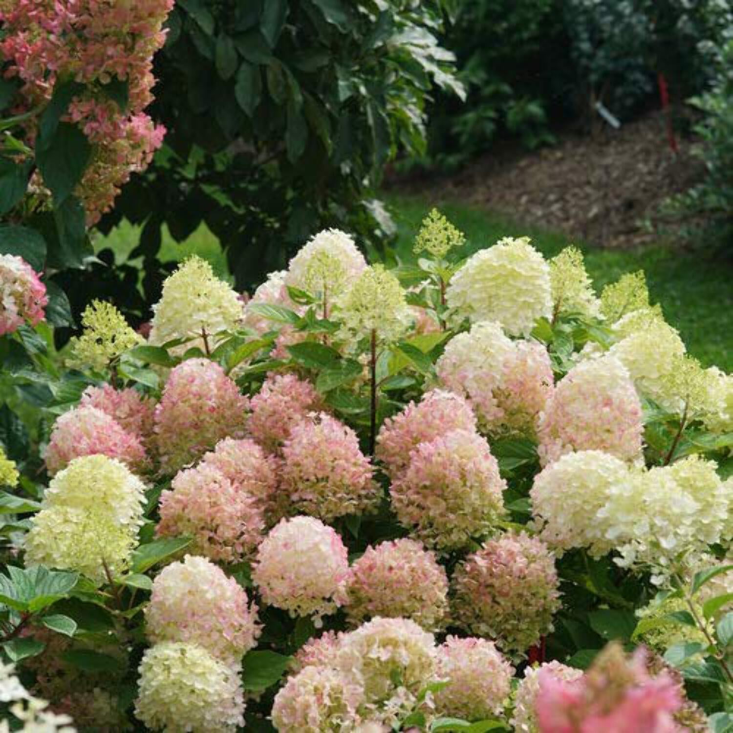 Fire Light Tidbit® Panicle Hydrangea - Walmart.com
