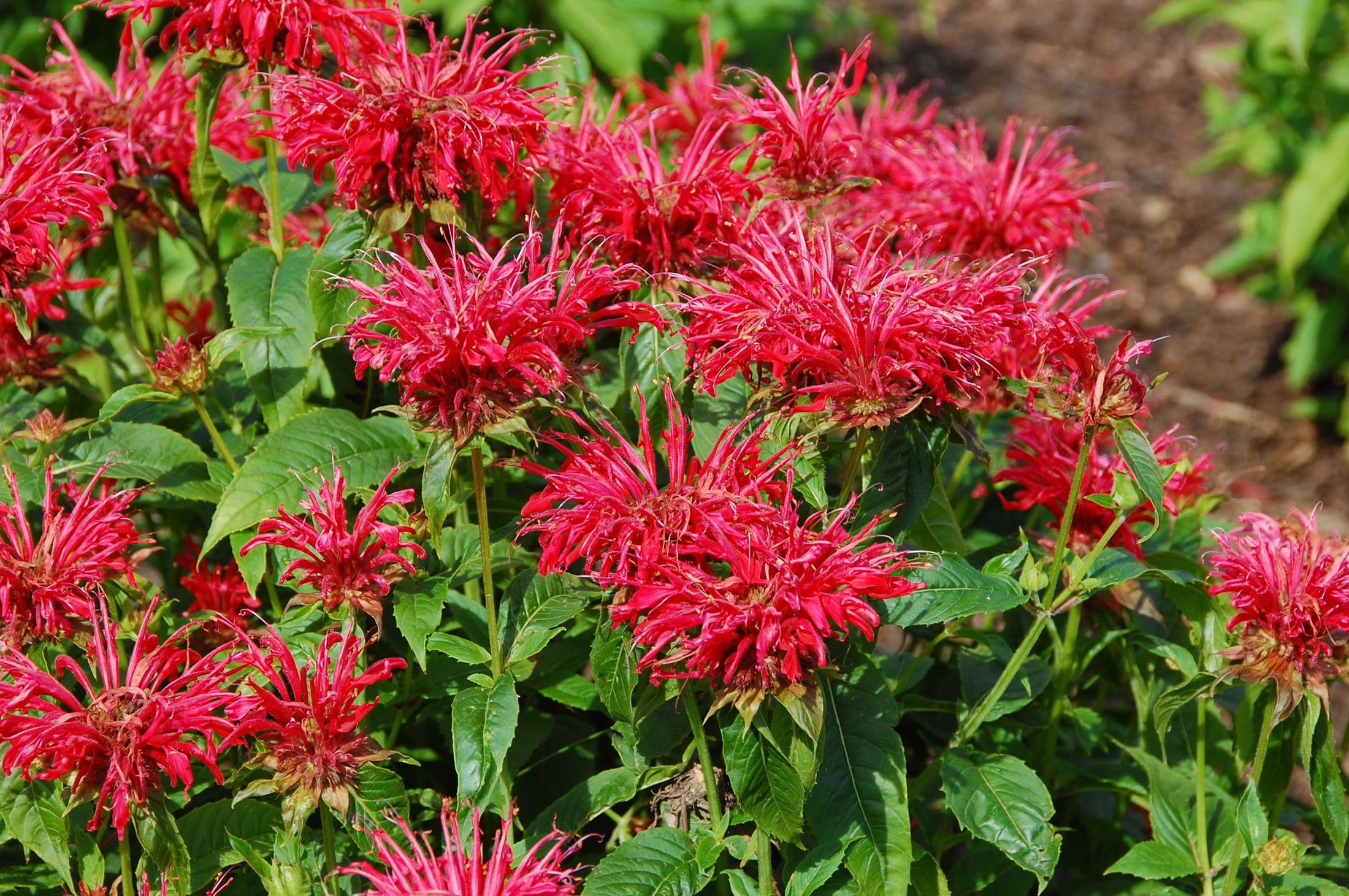 Fire Marshall Bee Balm - Monarda - Perennial - Gallon Pot - Walmart.com
