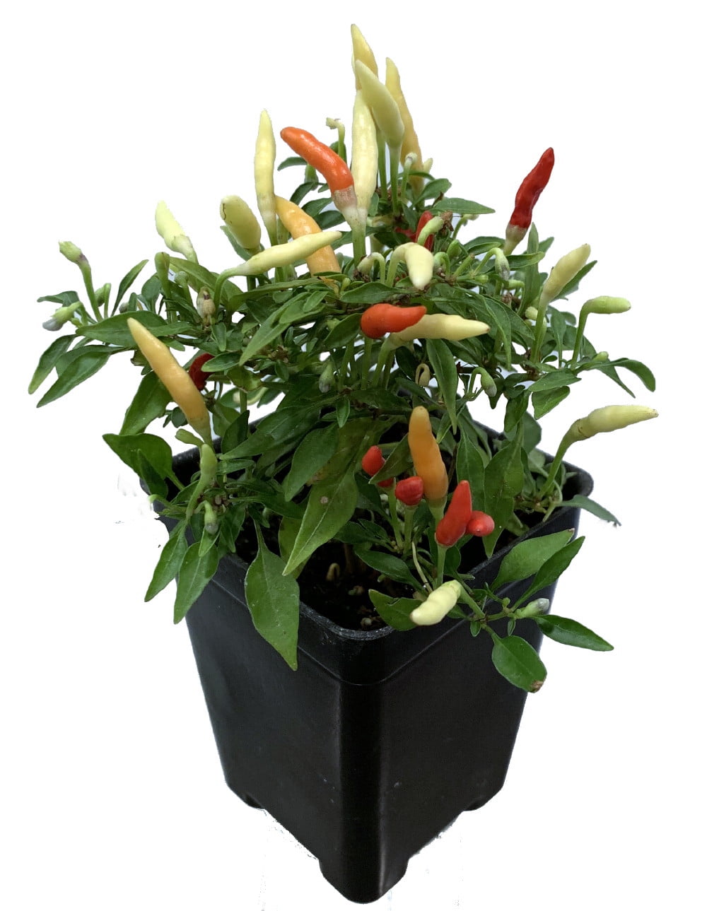 "Live Fresh Fire Pepper Plant - World's Smallest Indoor Garden Pepper ...