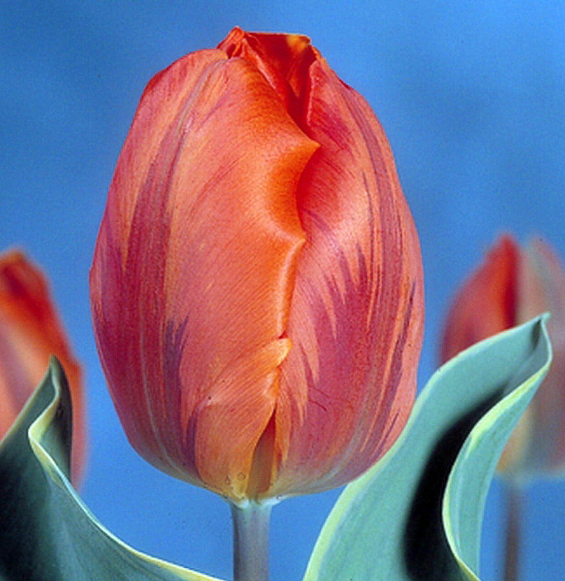 Fire Queen Tulip 10 Bulbs - 12/+ cm - Orange Flowers with Red Flame ...