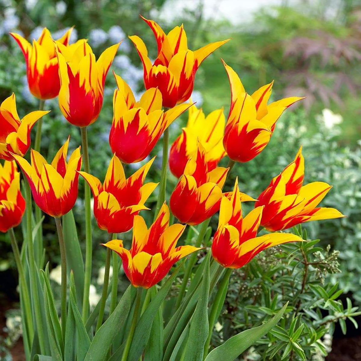 Fire Wings Lily-Flowered Tulip 5 Bulbs - 12/+cm Bulbs - Walmart.com
