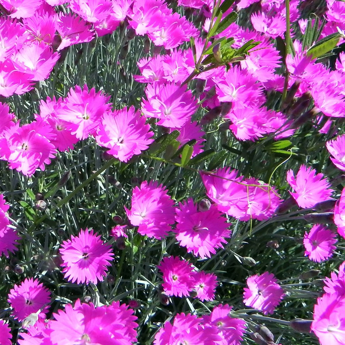 Fire Witch Dianthus Perennial - Spicy Fragrance! - Quart Pot - Walmart.com