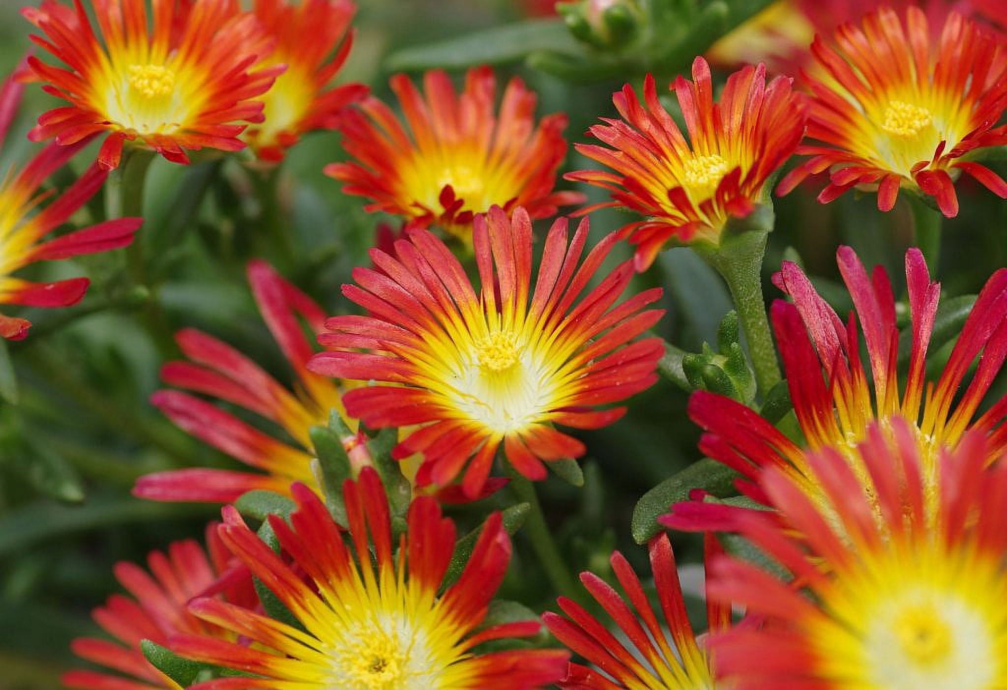 Fire Wonder Ice Plant- Perennial- Indoors or Out- Delosperma- Live ...