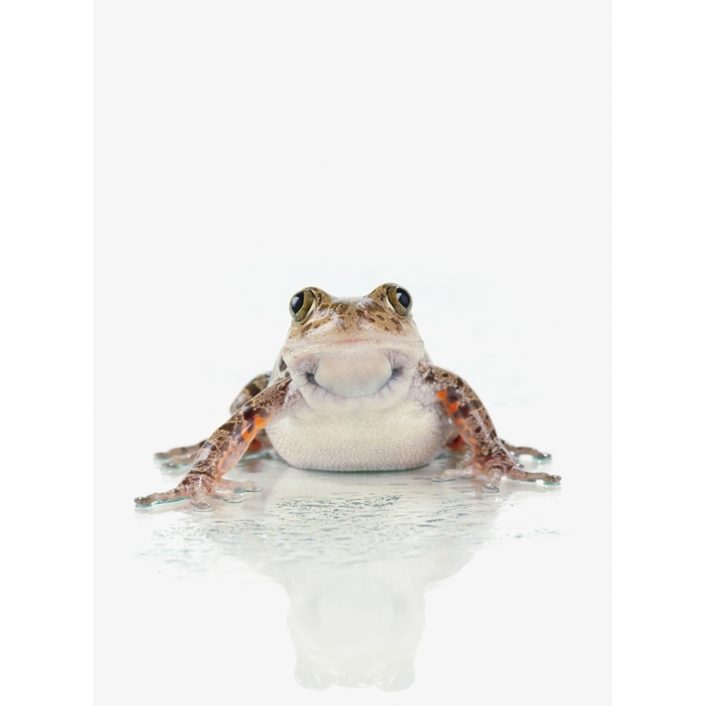 Fire-leg walking frog on white background;St. albert alberta canada ...