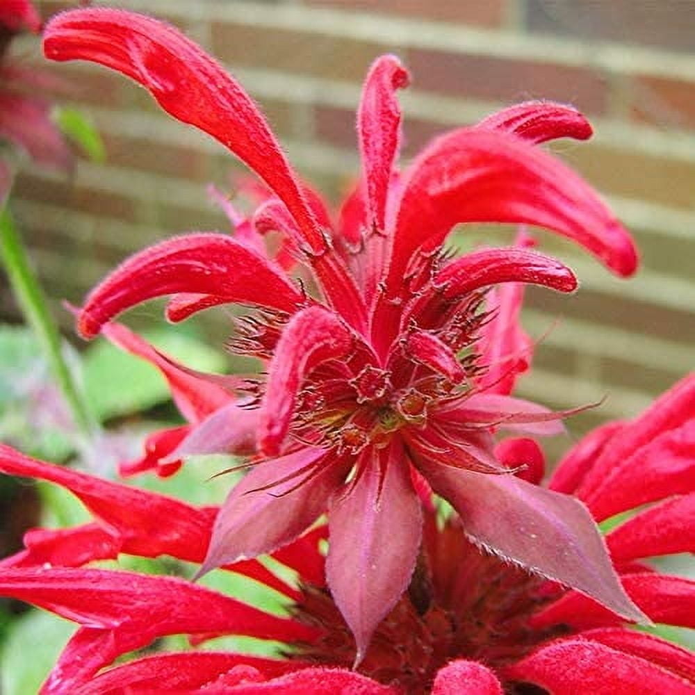 Fireball Bee Balm Flower Root - Attracts Butterflies and Hummingbirds ...