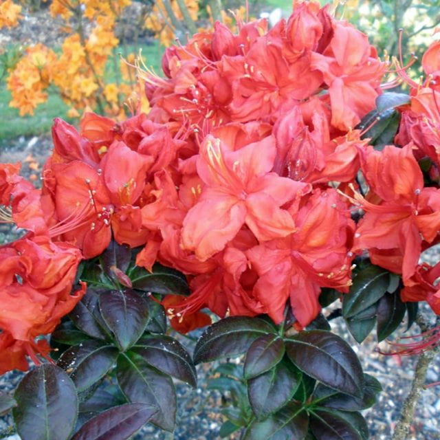 Fireball Deciduous Exbury Azalea Plant - 4" Pot - Walmart.com