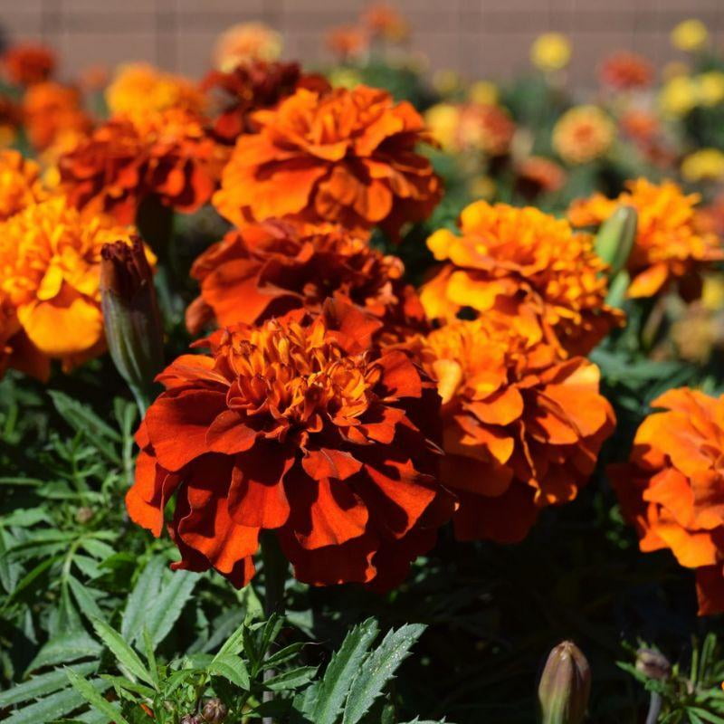 Fireball' Dwarf Crested French Marigold 9" Pot - Walmart.com