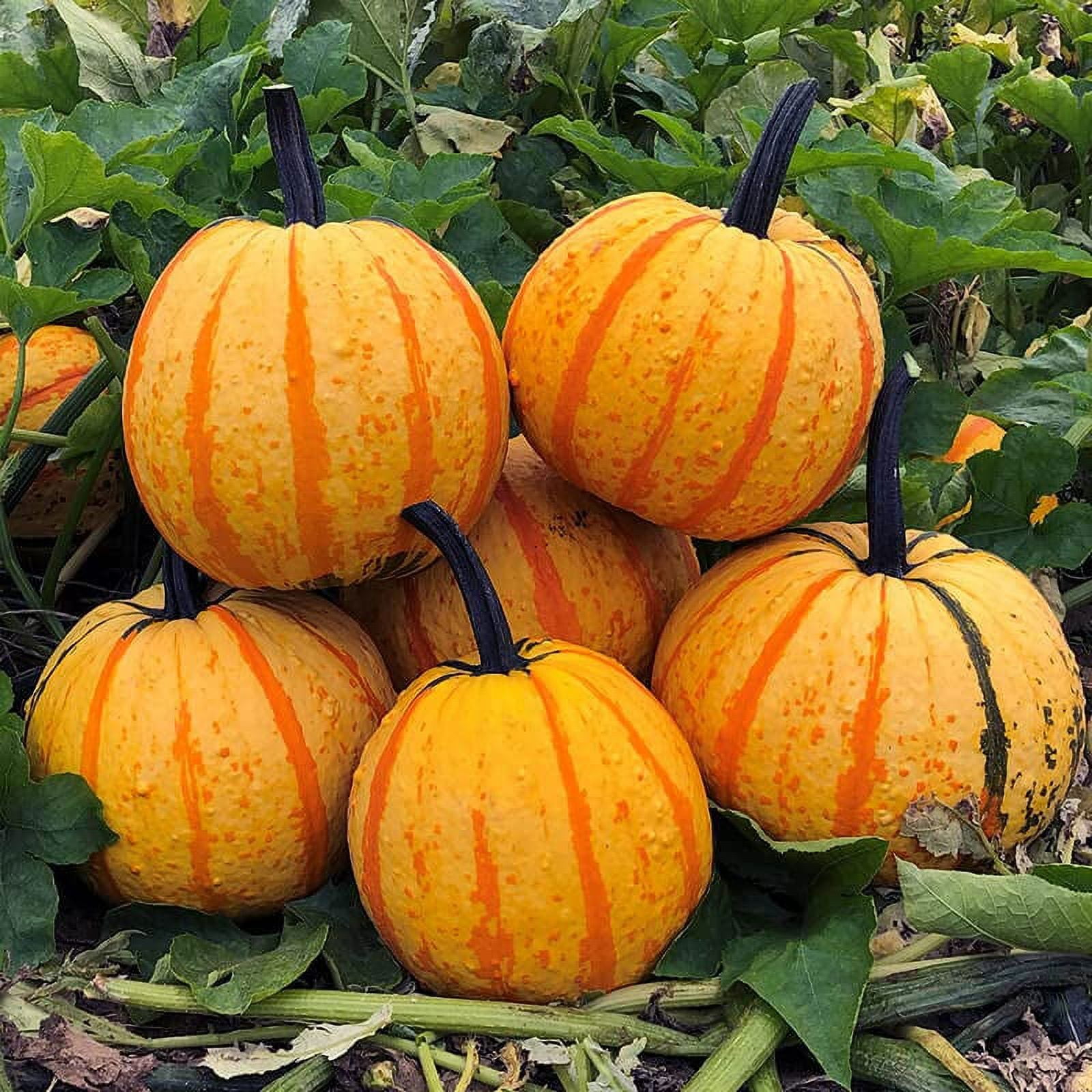 Fireball Pumpkin Seeds for Planting (10 Seeds) Vibrant Coloring Looks ...