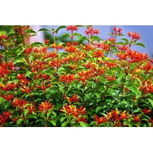 Mini Blues Blueberry Bush - Live Plant - ( 2.5 QT ) - Walmart.com