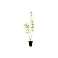 Firebush Dwarf I 20 Live Plants I Hamelia Patens Compactal Vibrant Red ...