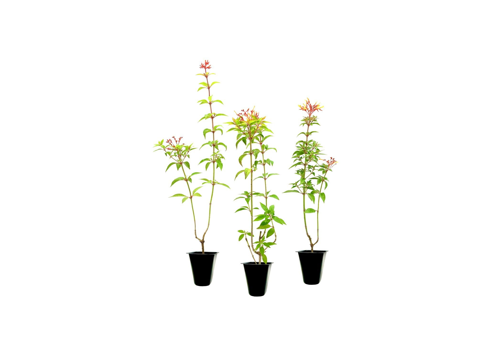 Firebush Firefly I 20 Live Plants I Dwarf Hamelia Patens I Brilliant ...