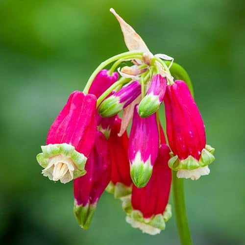 CZ Grain Firecracker Flower Bulbs, 10 Bulbs, Red and Yellow Blooms, Easy to Grow - Walmart.com