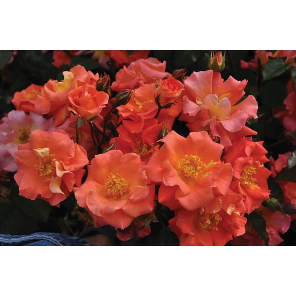 Shop Firecracker Plants and Garden Flowers for Your Patio and Garden