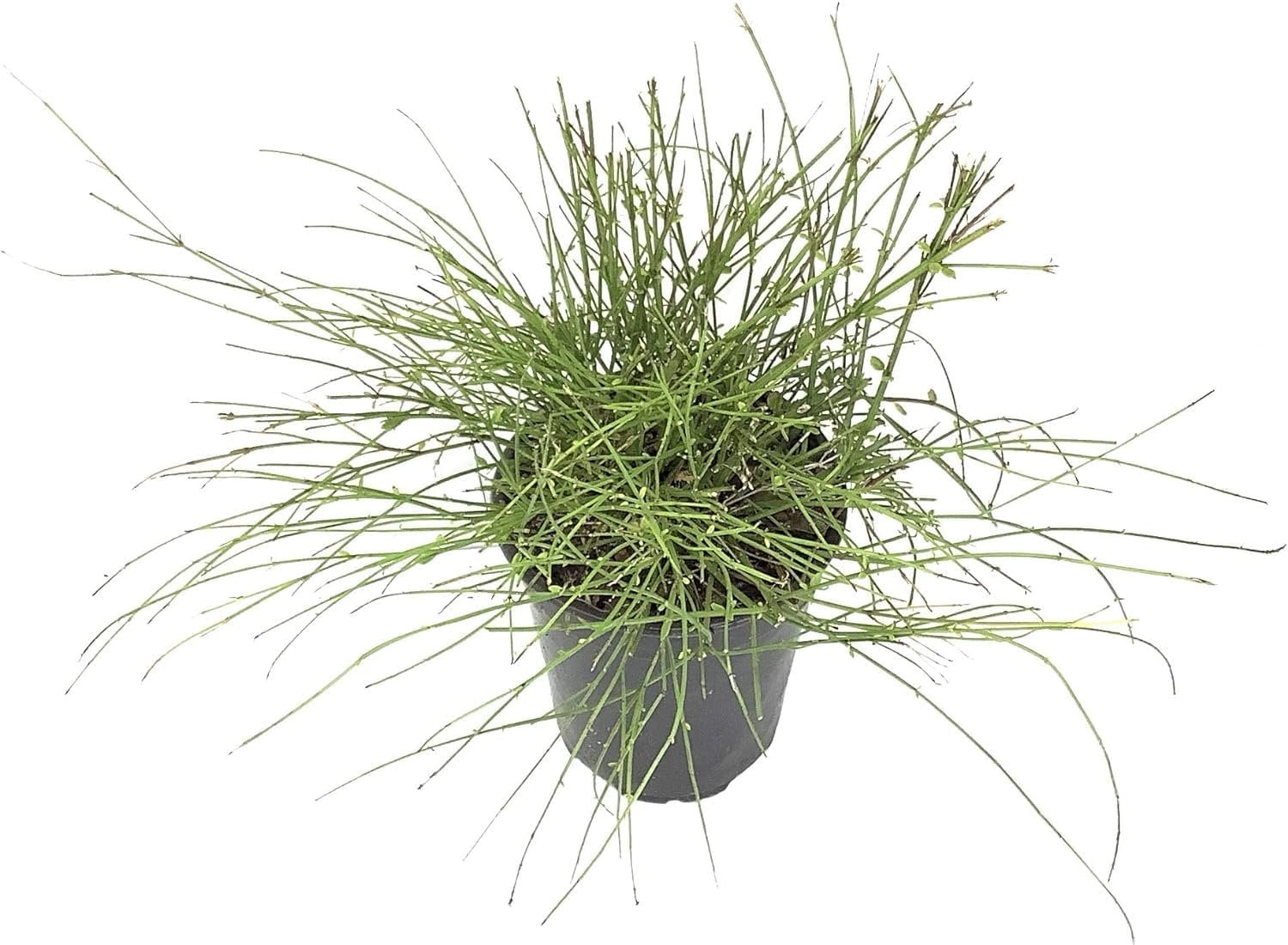 Firecracker Plant I 1 Large Gallon Size Plant I Russelia Equisetiformis ...