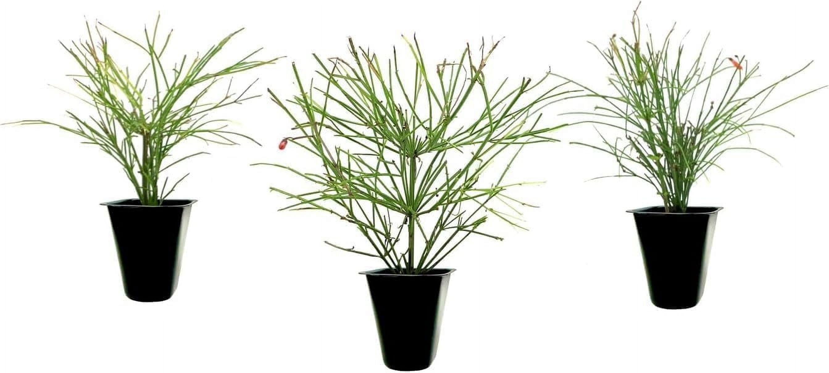 Firecracker Plant I 10 Live Plants I Russelia Equisetiformis I Vibrant ...