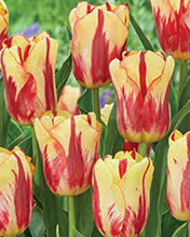 Firecracker Single Late Tulip 7 Bulbs - 12/+ cm Bulbs - Walmart ...