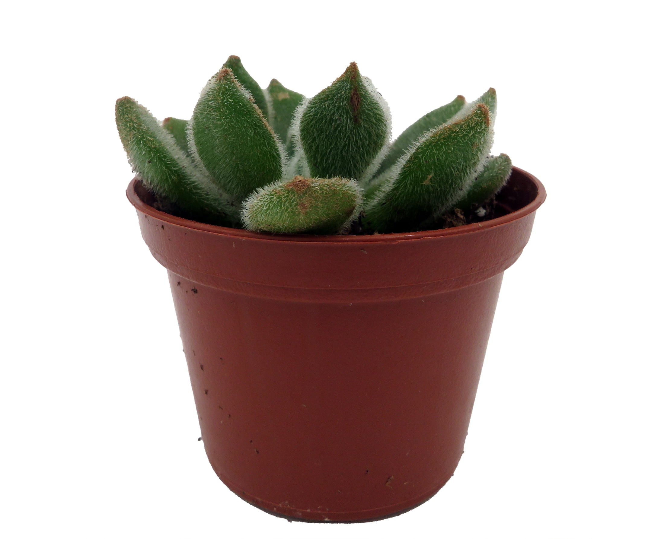 Firecracker Succulent Plant - Echeveria setosa - 2.5" Pot - Walmart.com
