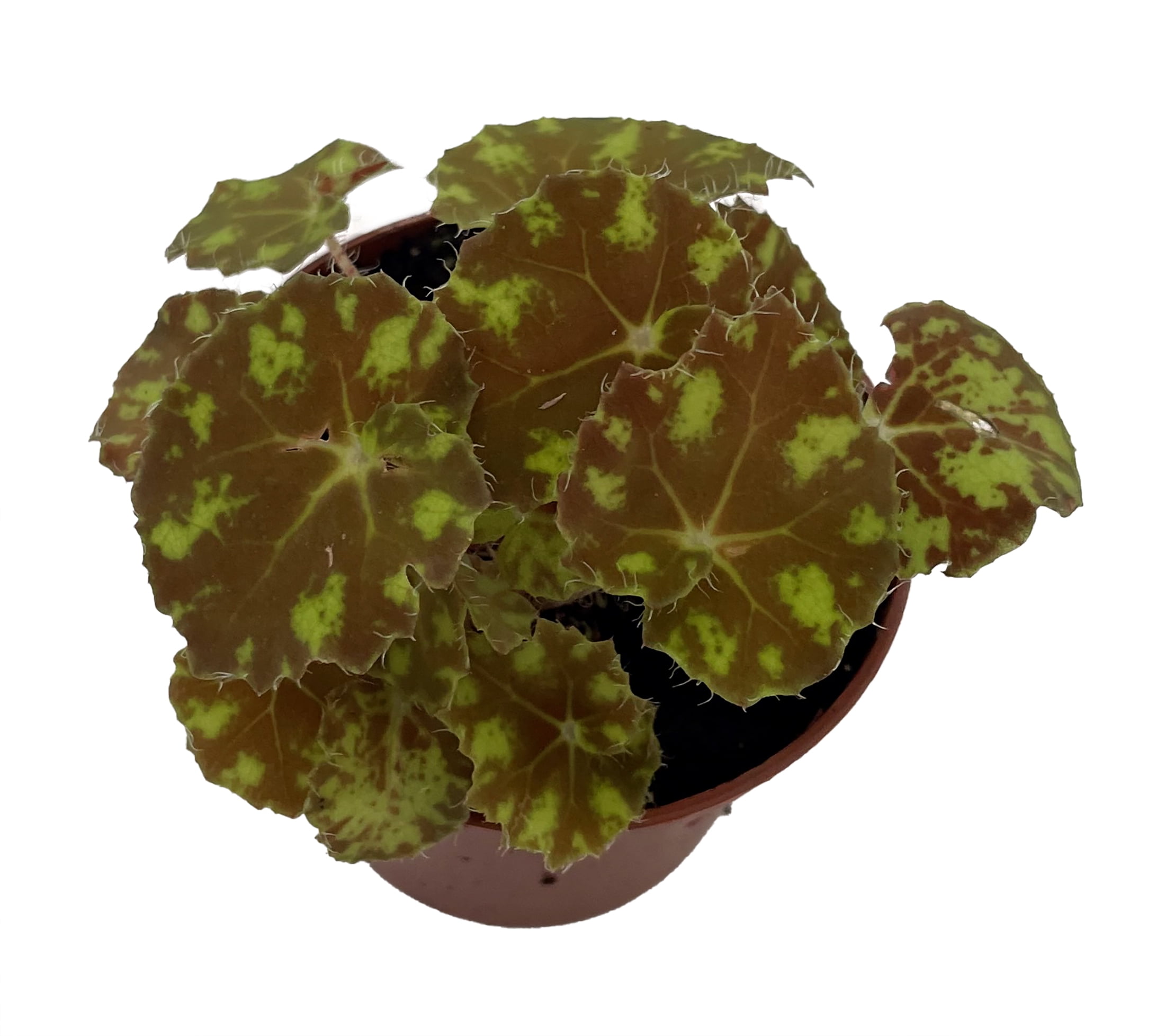 Firefly Begonia Plant - 2.5" Pot - Small Leaves - Collector's Series ...