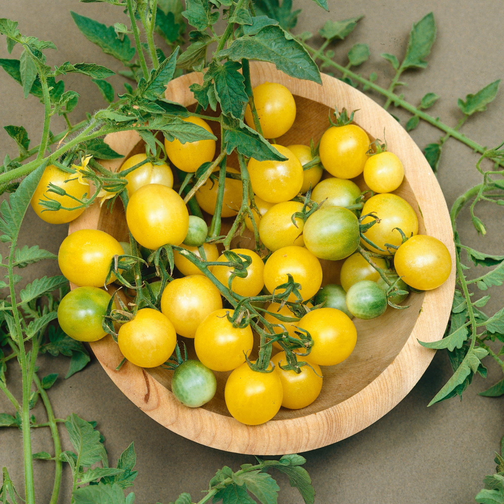 Firefly F1 Hybrid AAS Tomato Seeds - 300 Mg Packet ~70 Seeds - Non-GMO ...