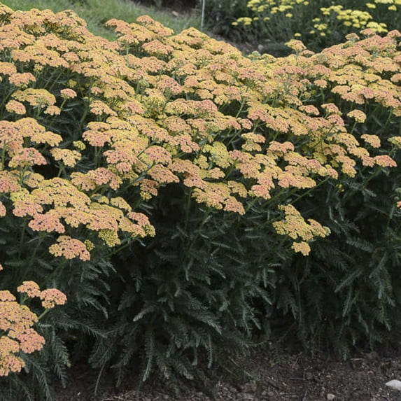 Firefly Peach Sky Yarrow Perennial Plant - Achillea - Sun Lover ...