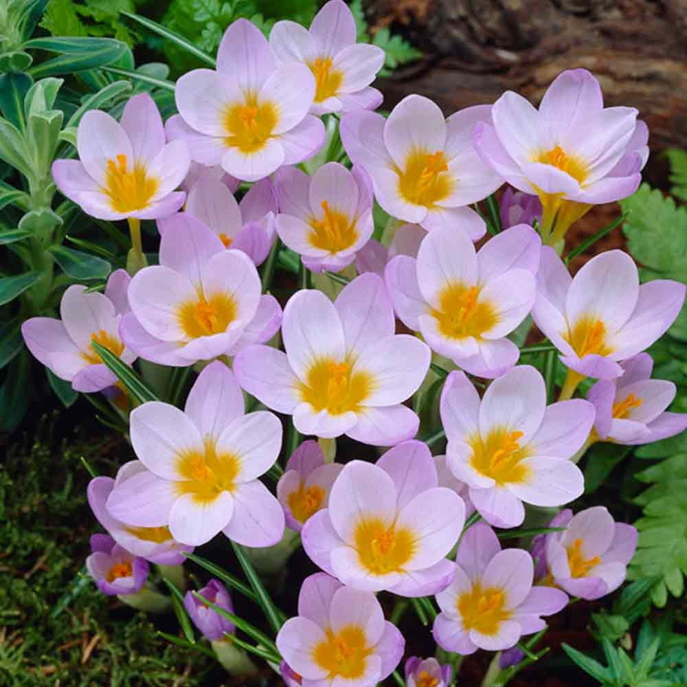 Firefly Snow Crocus 20 Bulbs - Very Hardy! - 5/+ cm Bulbs - Walmart.com