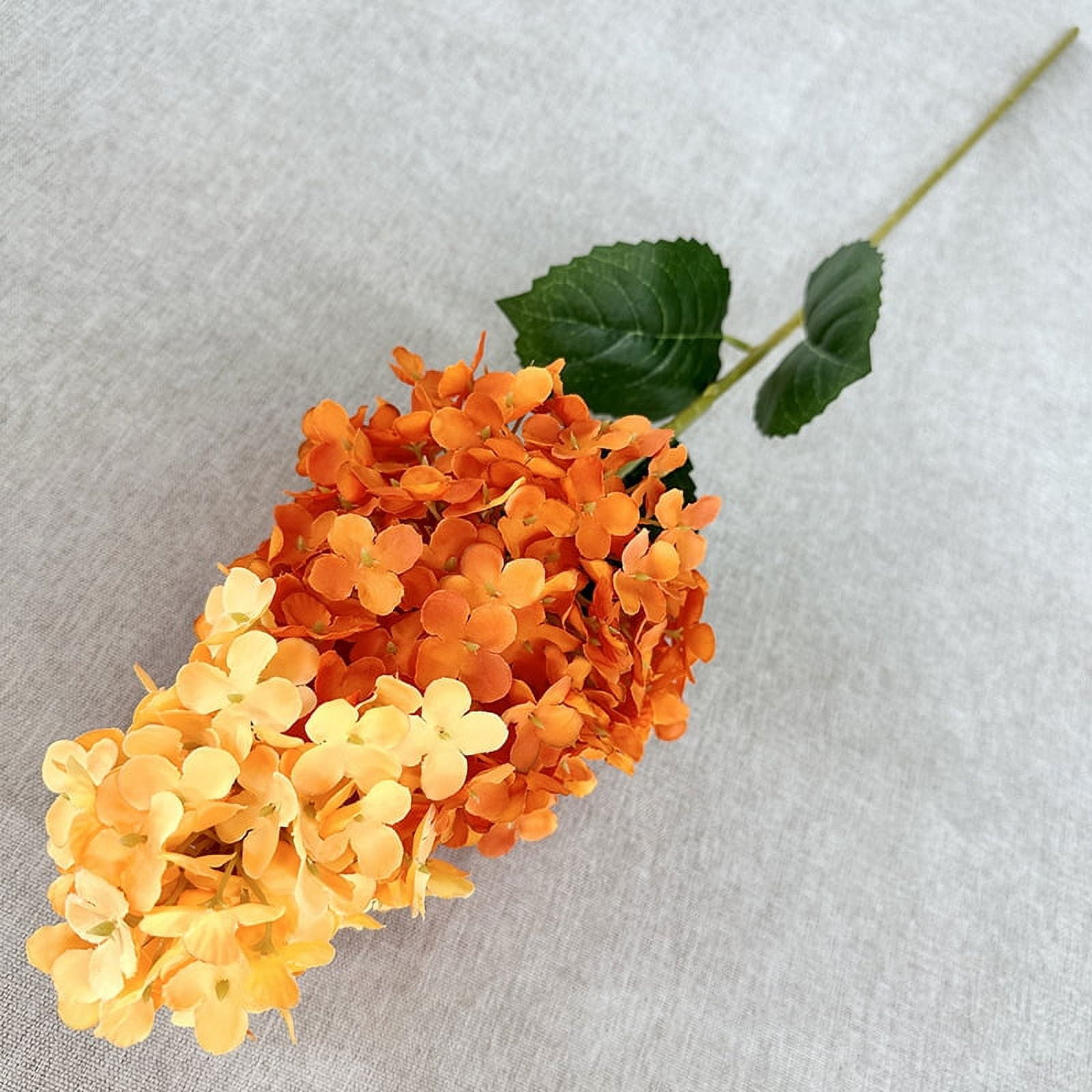 Hydraga Plant