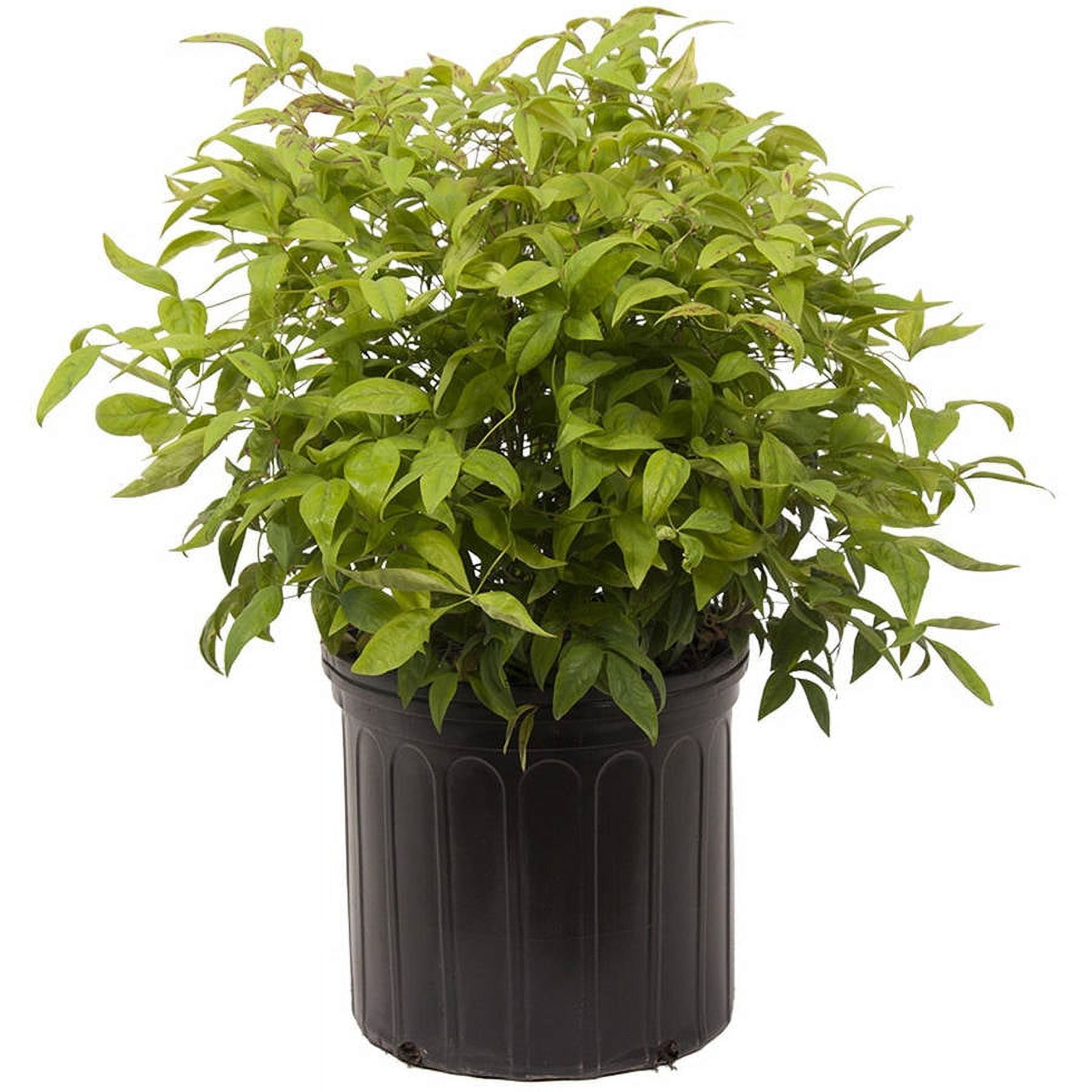 Firepower Nandina (2.5 Quart) Evergreen Shrub with Seasonal Color ...