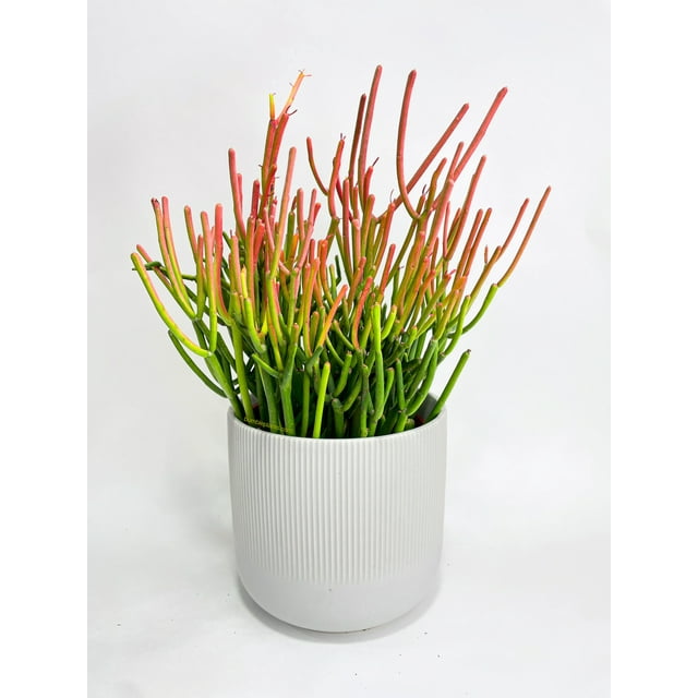 Firestick Pencil Cactus Euphorbia Tirucalli Succulent - Walmart.com