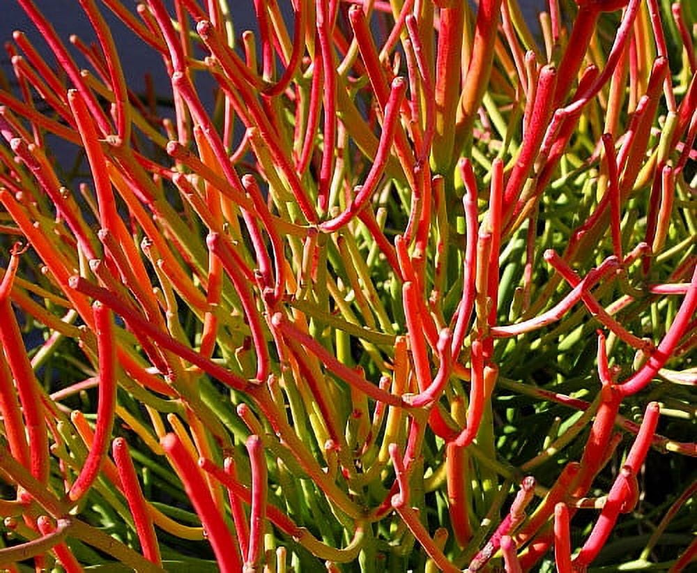 "Firesticks Pencil Cactus - Easy to Grow, Live indoor or outdoor plant ...