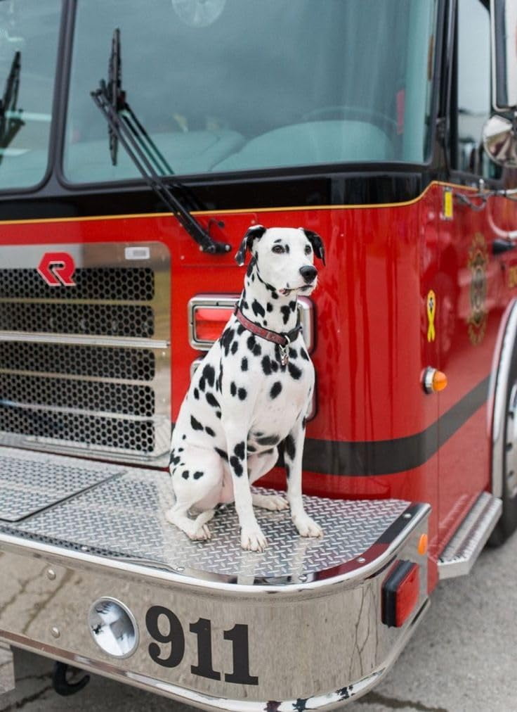 Firetruck Dog Fire Truck Firefighter -500 Piece Adult Puzzle Game Props ...