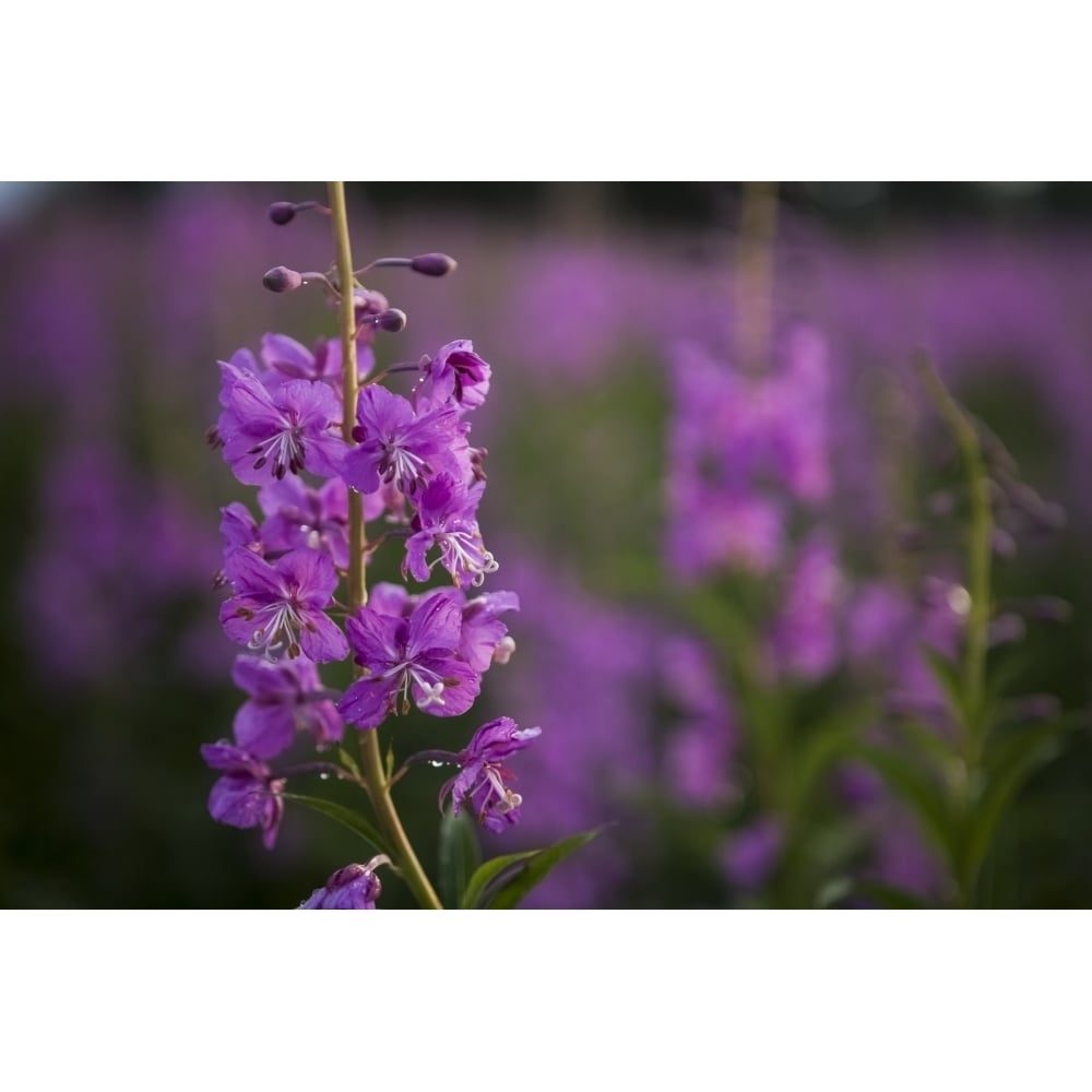 Fireweed ; Alaska United States Of America by Scott Dickerson / Design ...