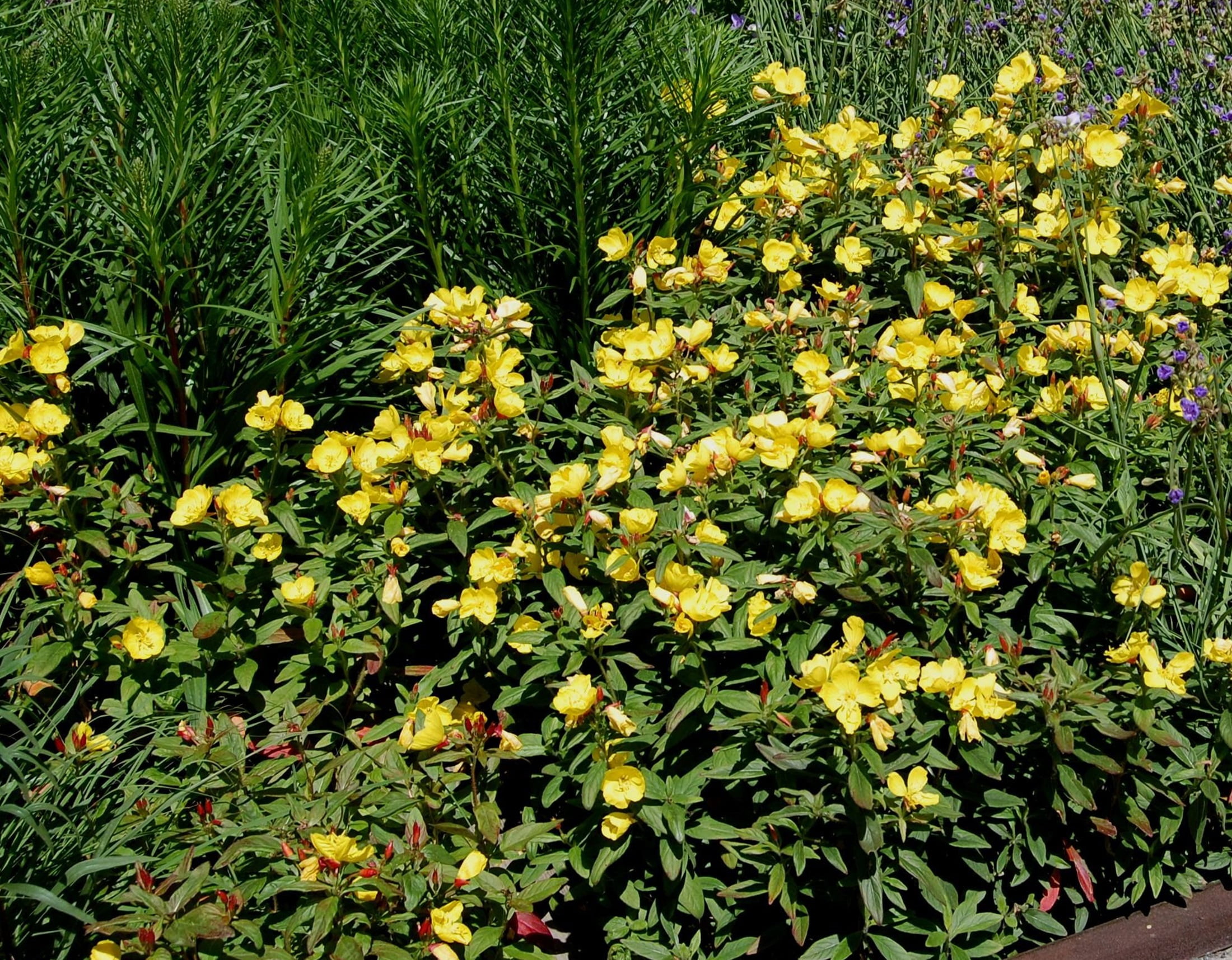 Fireworks Evening Primrose - Oenothera fruticosa - Gallon Pot - Walmart.com