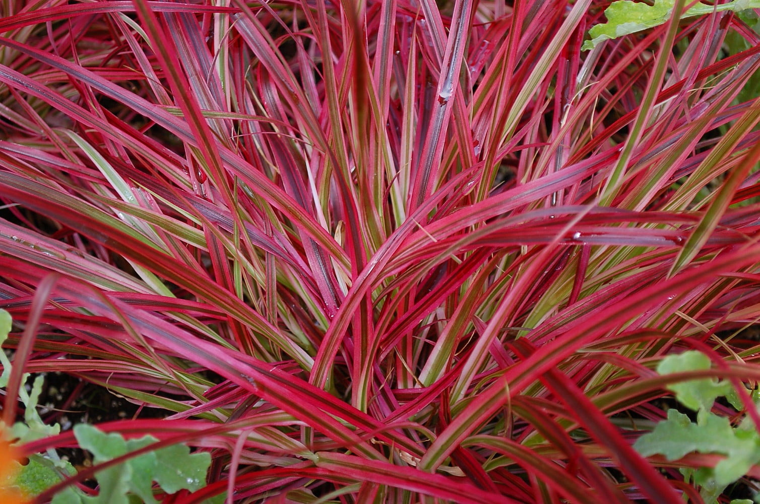 Fireworks Fountain Grass - 6" Pot - Pennisetum setaceum - Walmart.com