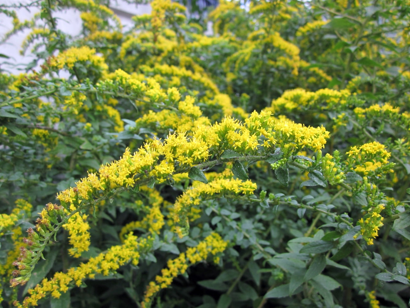 Fireworks Goldenrod Perennial - Solidago rugosa - Quart Pot - Walmart.com