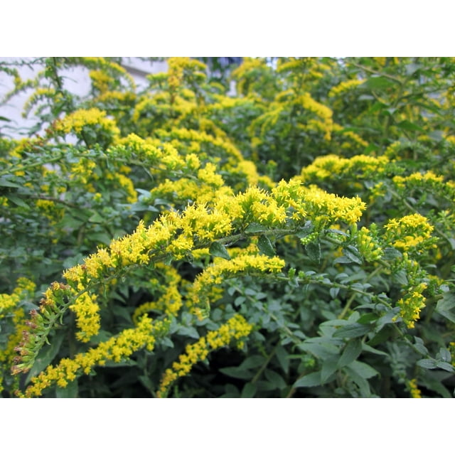 Fireworks Goldenrod Perennial - Solidago rugosa - Quart Pot - Walmart.com