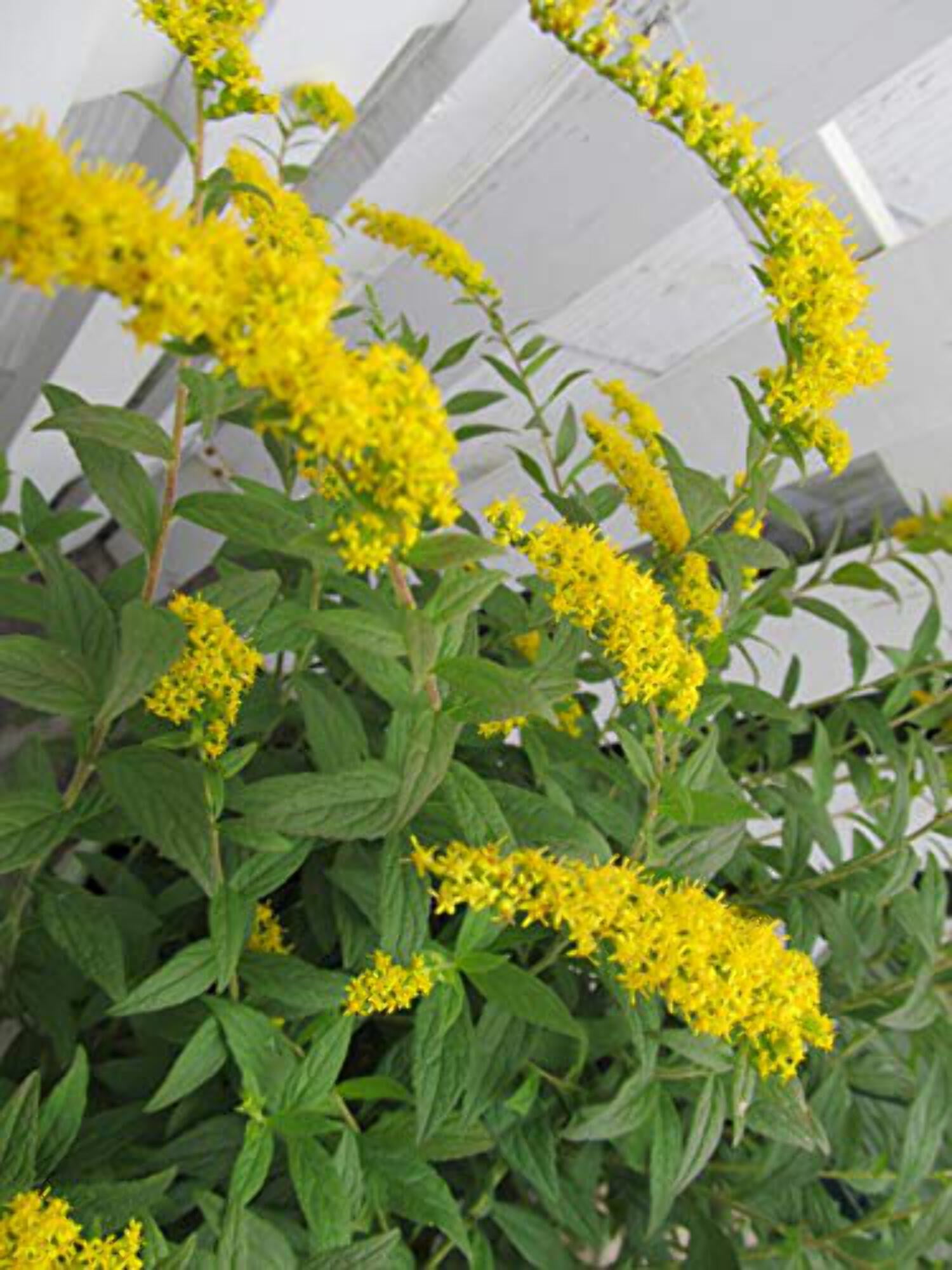 Fireworks Goldenrod - Walmart.com