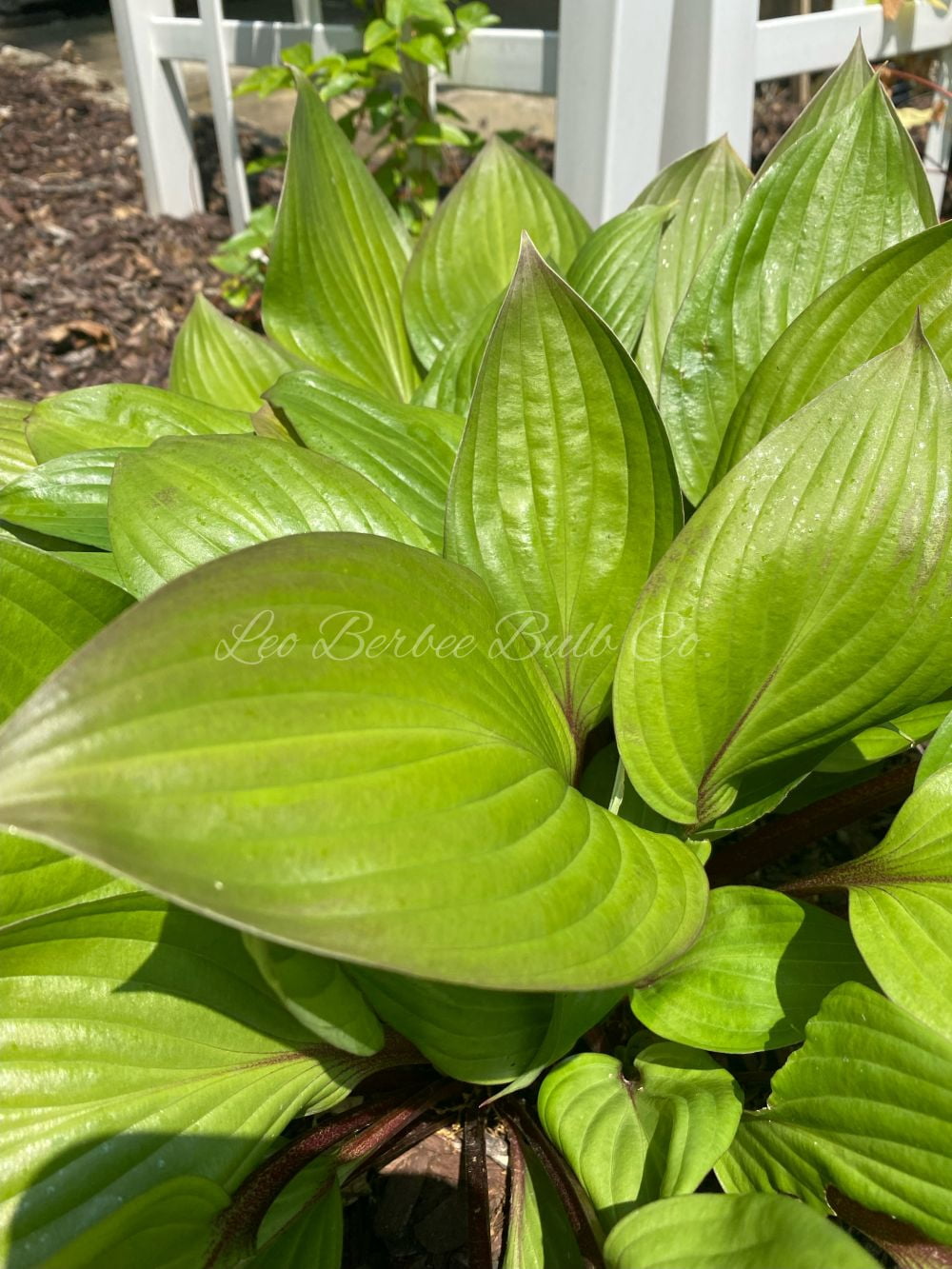 "Live First Blush Hosta Plant - Deep Green with Red Edges in 4"" Pot ...