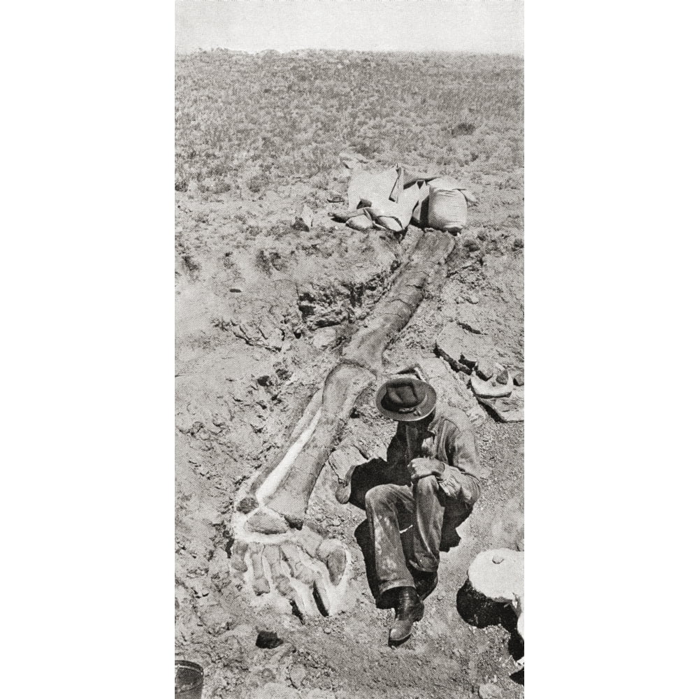 First Discovery Of The Long Hind Leg Of The Dinosaur Diplodocus By ...