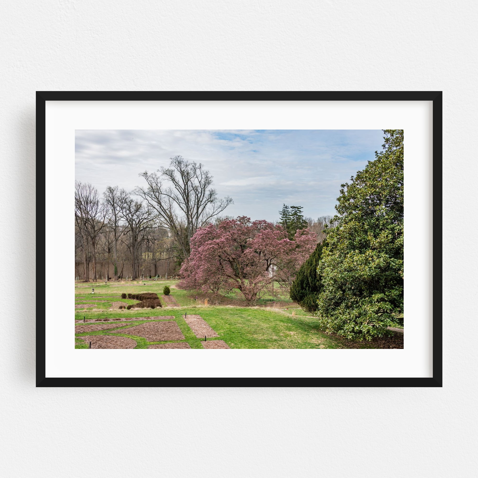 The First Dogwood Blooms of Spring in MD - Towson Maryland Photography ...