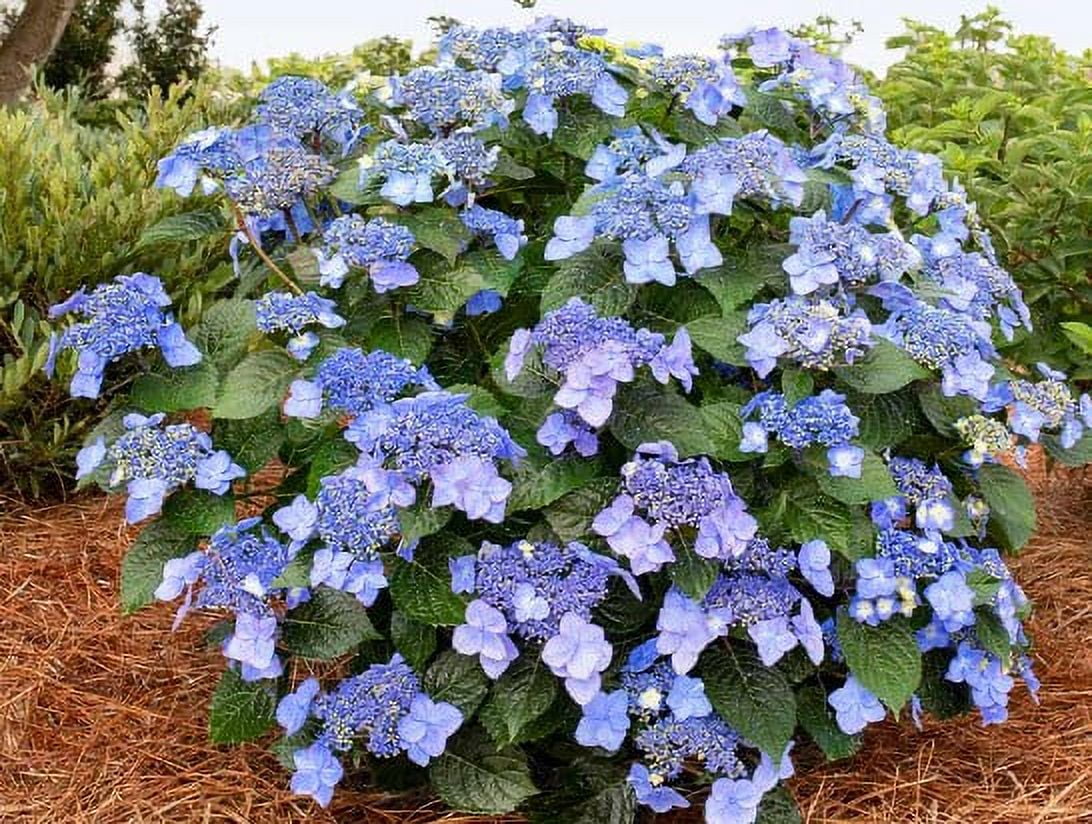 First Edition 2 gal Hydrangea Live Shrub - Walmart.com