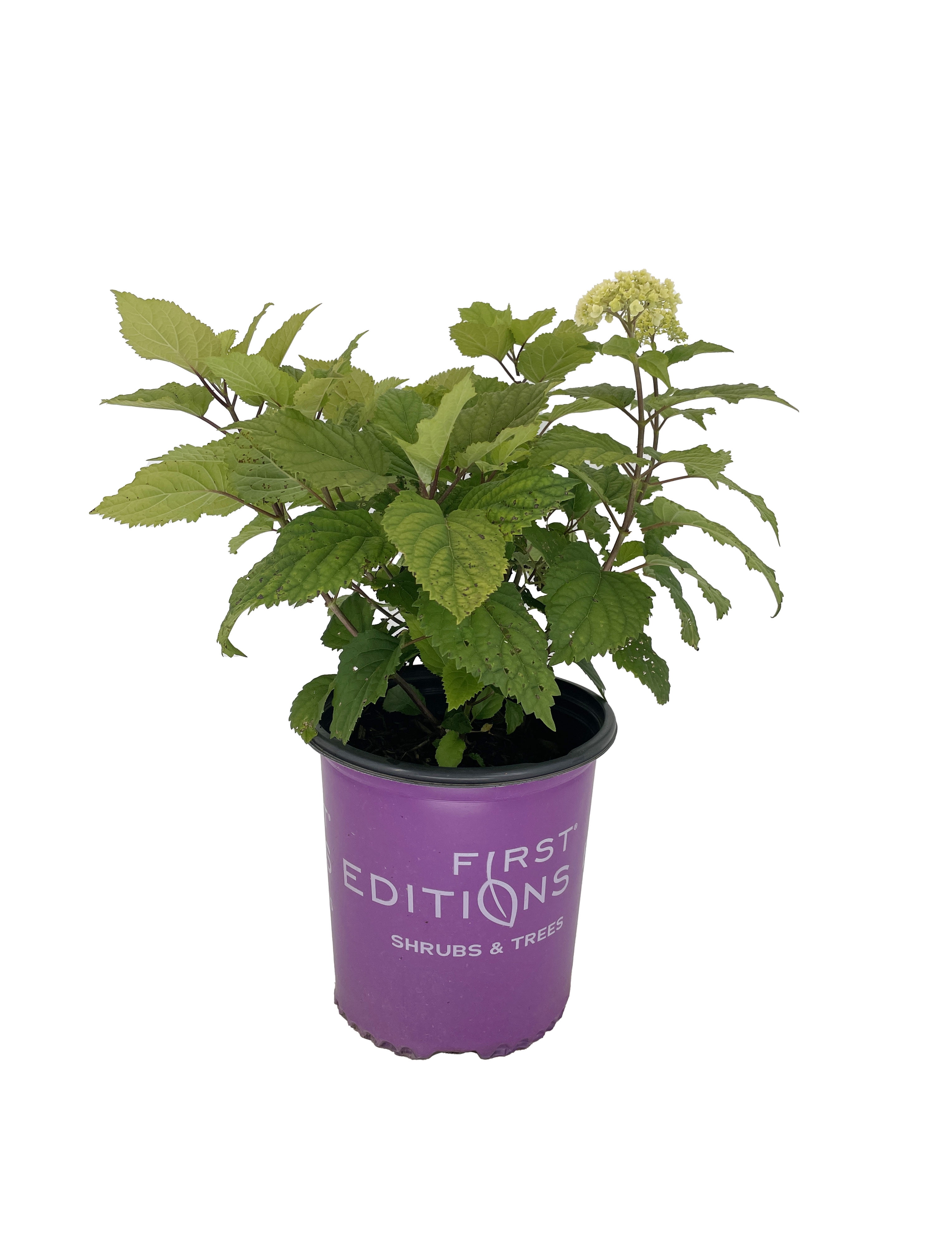 First Editions 2 gal Hydrangea FlowerFull Live Shrubs - Walmart.com