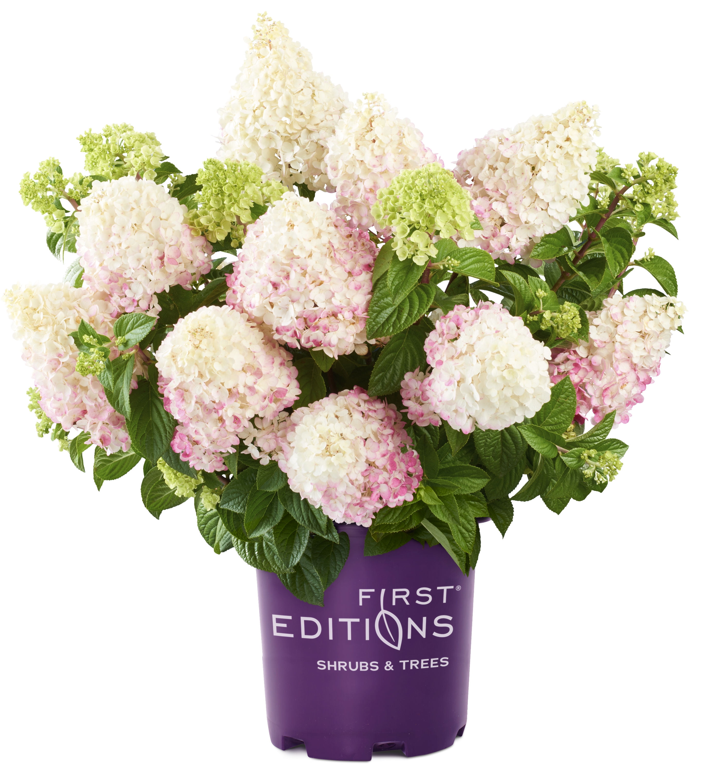 First Editions 2 gal Hydrangea Vanilla Strawberry Live Shrubs - Walmart.com