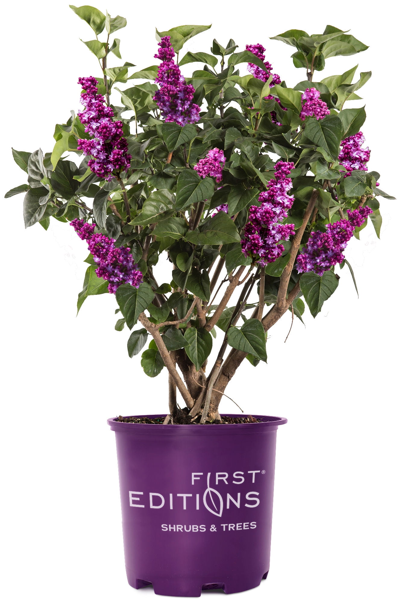 First Editions 2 gal Lilac Virtual Violet Live Shrubs - Walmart.com