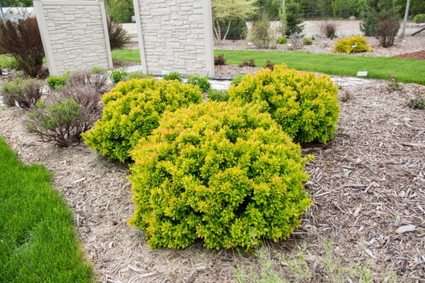 Limoncello Barberry (2 Gallon) Shrub - Full Sun Live Outdoor Plant ...