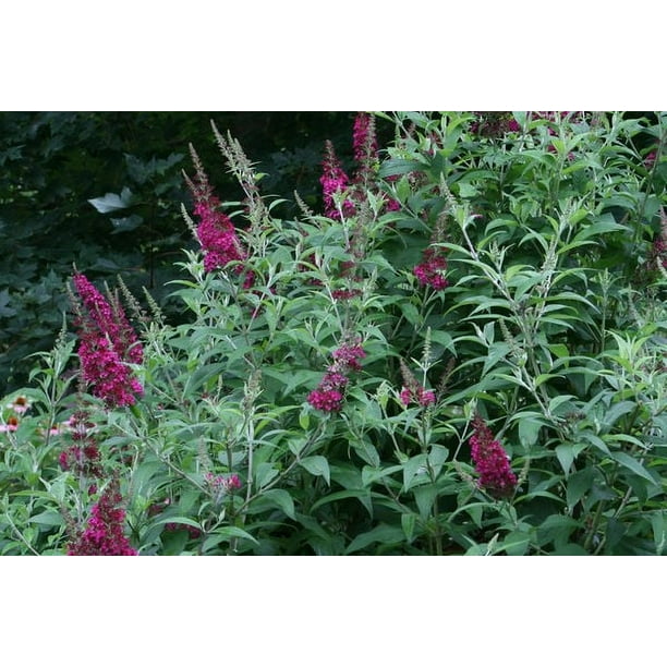 First Editions 2G Buddleia Funky Fuchsia Live Plant - Walmart Business Supplies