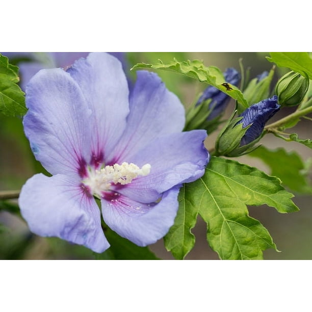 First Editions 2g Hibiscus Hawaii Live Plant - Walmart Business Supplies