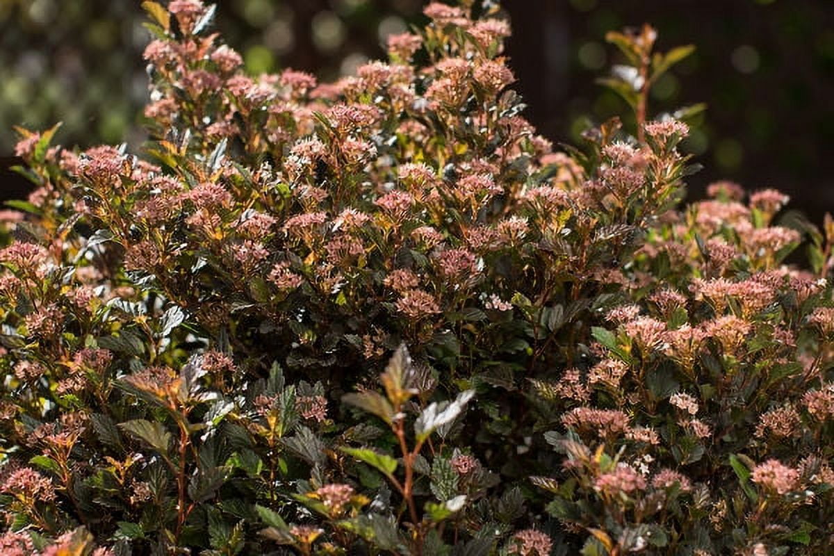 First Editions 2g Physocarpus Little Devil Live Plant - Walmart Business Supplies